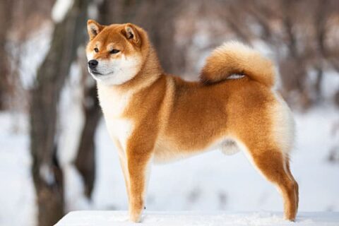 Shiba Inu Colors – A Definitive Guide | My First Shiba Inu
