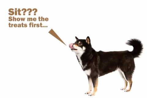 Shiba Inu Training Basics | My First Shiba Inu