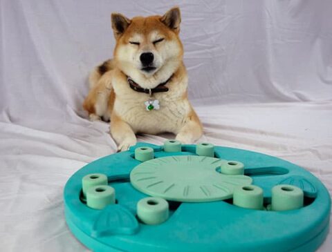 Shiba Inu Mental Fitness – 3 Easy Ways To Stimulate Your Shiba’s Mind ...