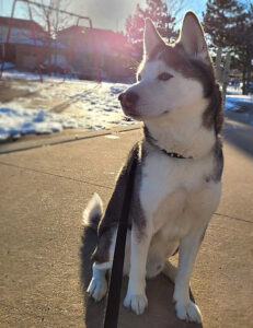 25 Of The Most Awesome And Popular Shiba Inu Mixes - My First Shiba Inu