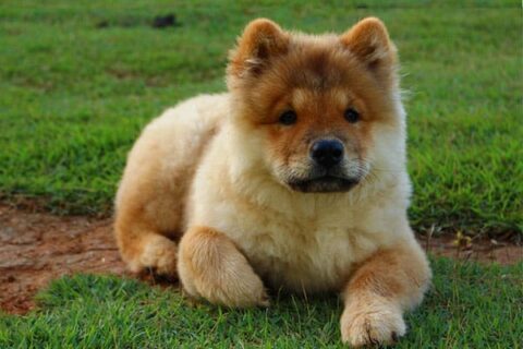 25 Of The Most Awesome And Popular Shiba Inu Mixes - My First Shiba Inu