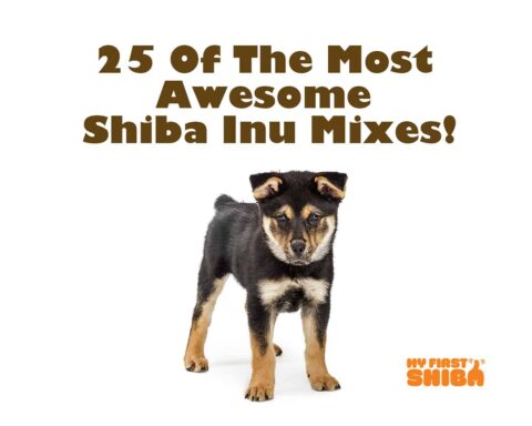 25 Of The Most Awesome And Popular Shiba Inu Mixes - My First Shiba Inu