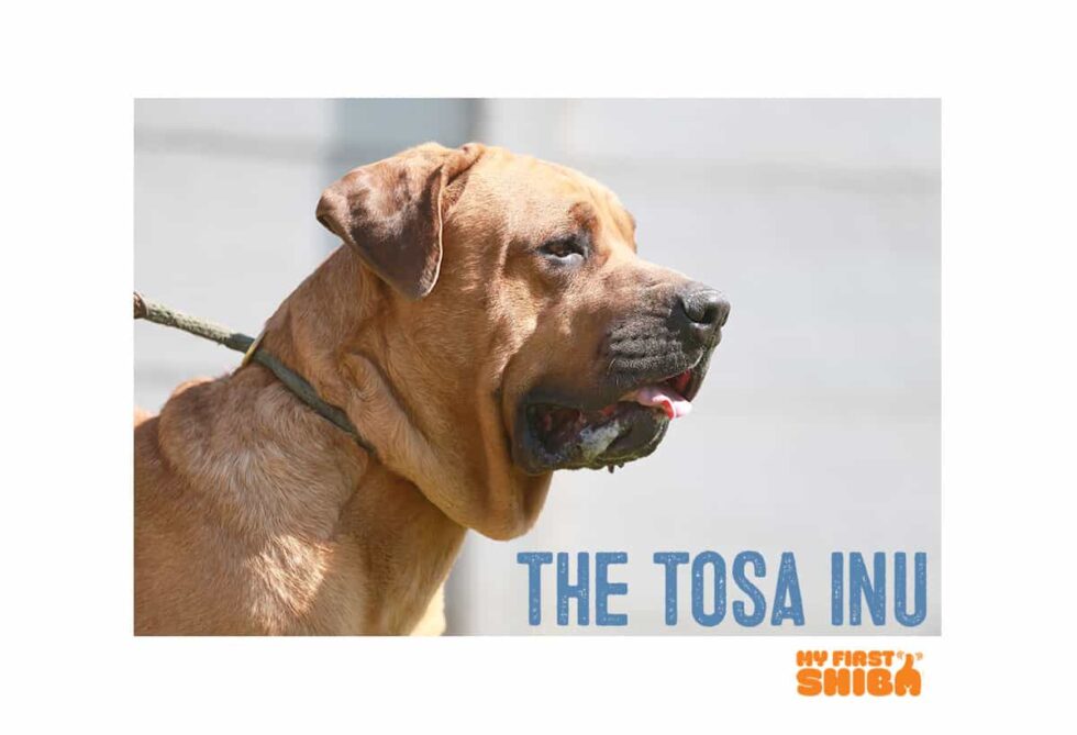 Introducing The Tosa Inu - My First Shiba Inu