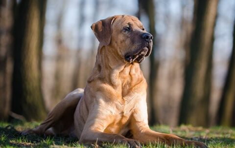 Introducing The Tosa Inu - My First Shiba Inu