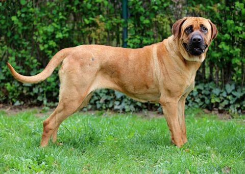 Introducing The Tosa Inu - My First Shiba Inu