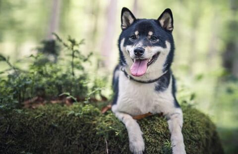 Shiba Inu Colors – A Definitive Guide - My First Shiba Inu