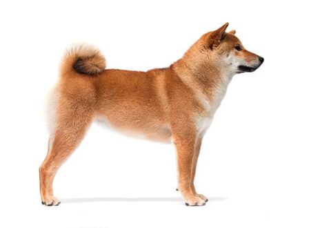 Shiba Inu Colors – A Definitive Guide | My First Shiba Inu