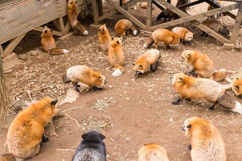 Differences Between A Shiba Inu And A Red Fox - My First Shiba Inu