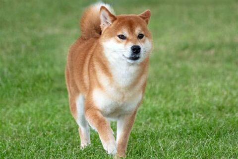 Shiba Inus And Glaucoma - My First Shiba Inu
