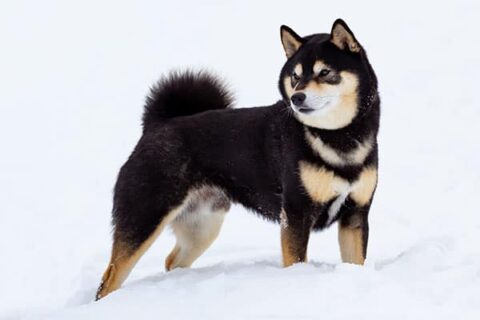 Shiba Inu Colors – A Definitive Guide - My First Shiba Inu
