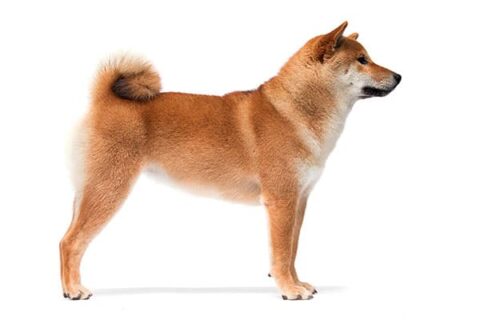 The Heat Cycle Of Shiba Inus - My First Shiba Inu
