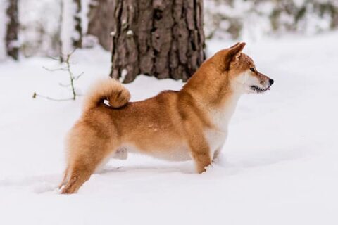 Showing Your Shiba Inu – All About Shibas In The Dog Show “Inuverse ...
