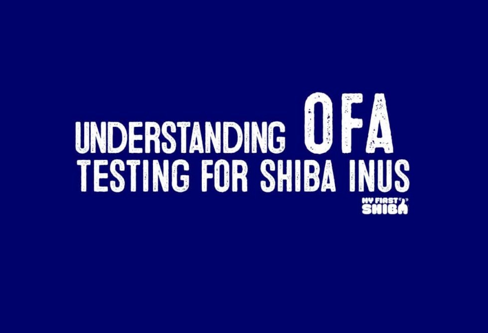 OFA Testing Guide For Shiba Inus - My First Shiba Inu