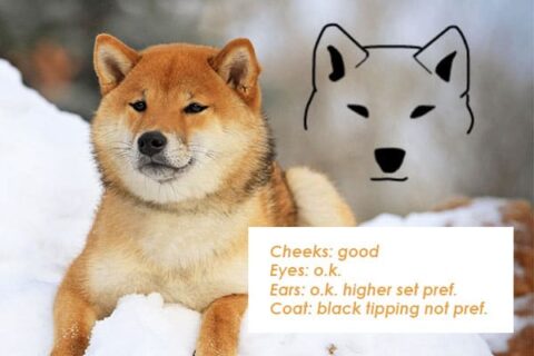 Showing Your Shiba Inu – All About Shibas In The Dog Show “Inuverse ...