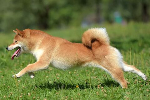 Shiba Inu Temperament - My First Shiba Inu