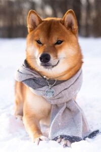 Female Dog Names For Shiba Inus - My First Shiba Inu