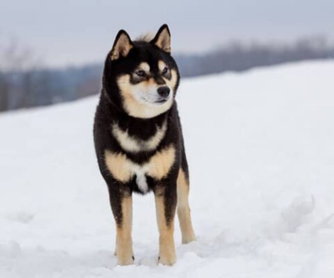 Shiba Inu Colors – A Definitive Guide - My First Shiba Inu