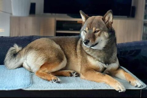 Shiba Inu Colors – A Definitive Guide - My First Shiba Inu