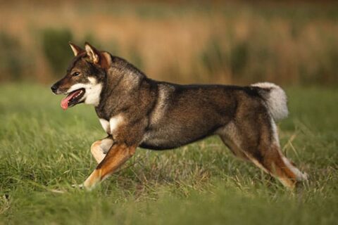 The Six Native Japanese Dog Breeds - My First Shiba Inu