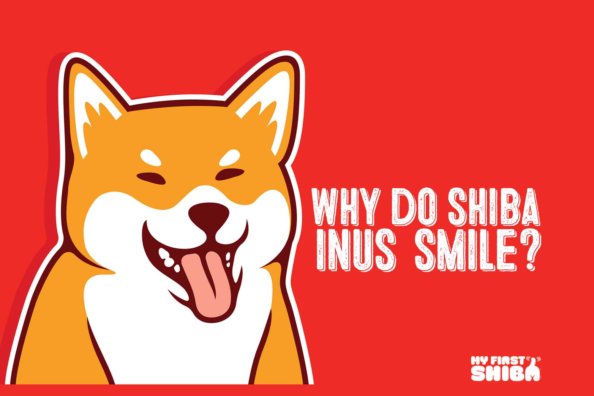 Why Do Shiba Inus Smile My First Shiba Inu