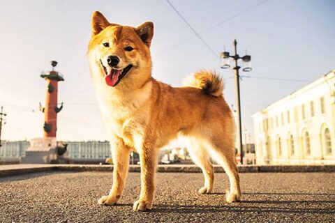 Why Do Shiba Inus Smile? - My First Shiba Inu