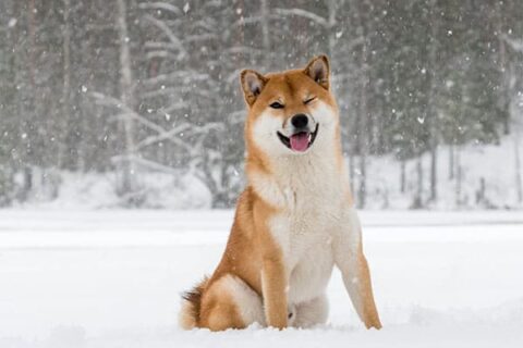 Why Do Shiba Inus Smile? | My First Shiba Inu