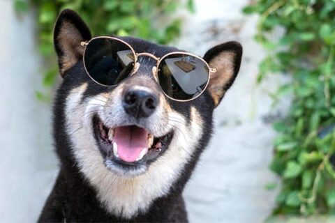 Why Do Shiba Inus Smile? - My First Shiba Inu