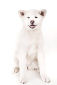 The White Akita Inu - My First Shiba Inu