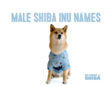 Male Dog Names For Shiba Inus - My First Shiba Inu