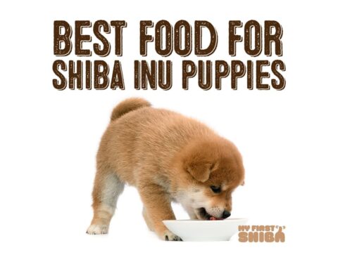 Best Food For Shiba Inu Puppies - My First Shiba Inu