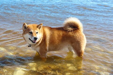 Do Shiba Inus Like To Swim? - My First Shiba Inu