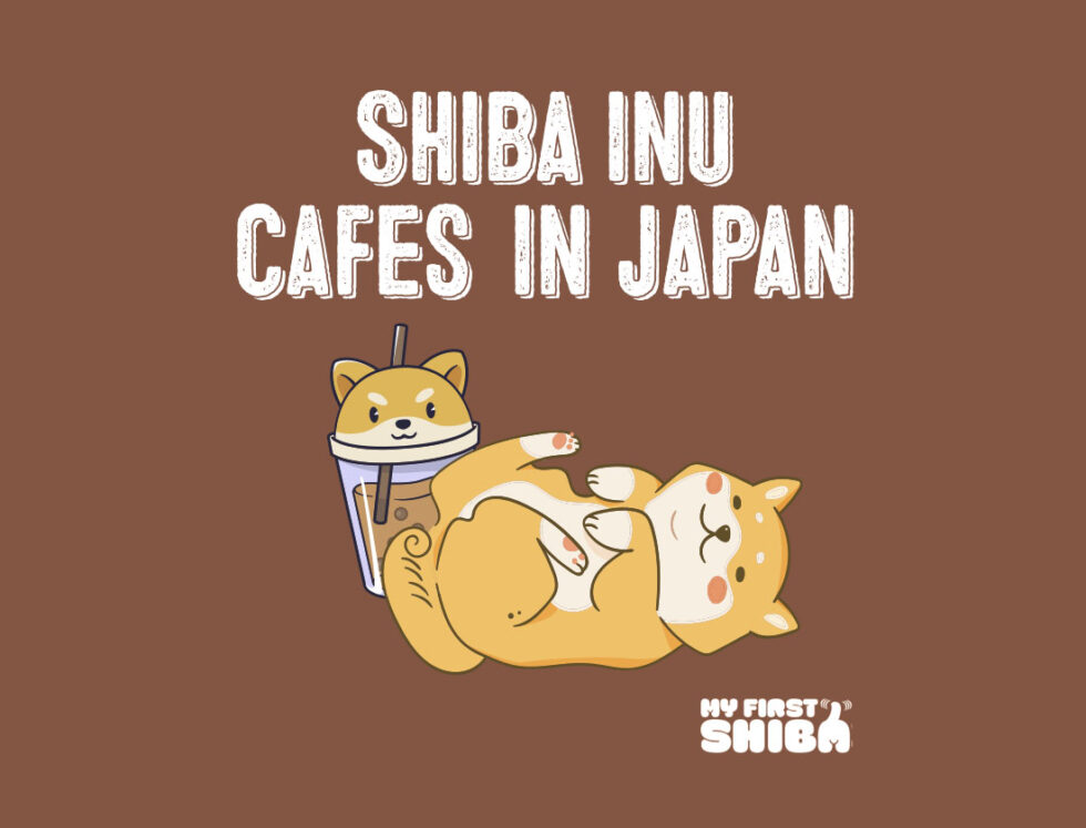 Best Shiba Inu Cafes In Japan - Kawaii And Coffee! - My First Shiba Inu