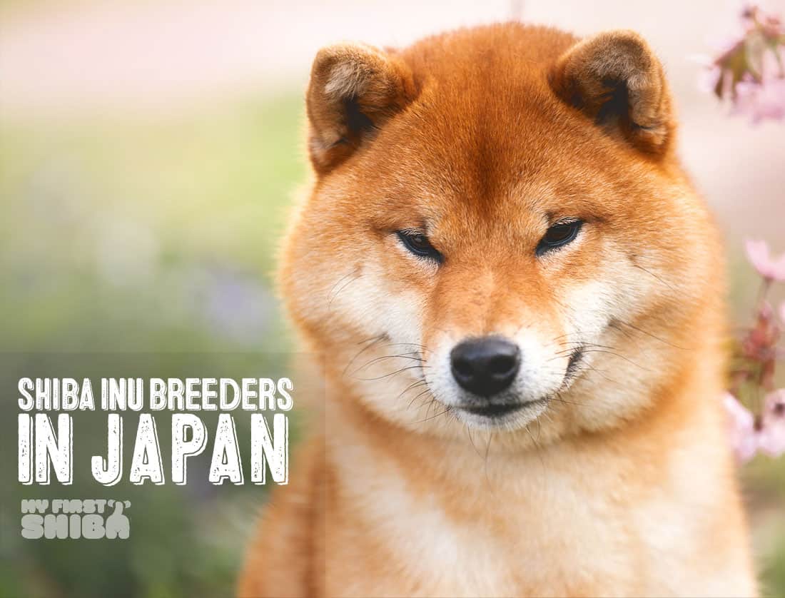Reputable Shiba Inu Dog Breeders In Japan - My First Shiba Inu