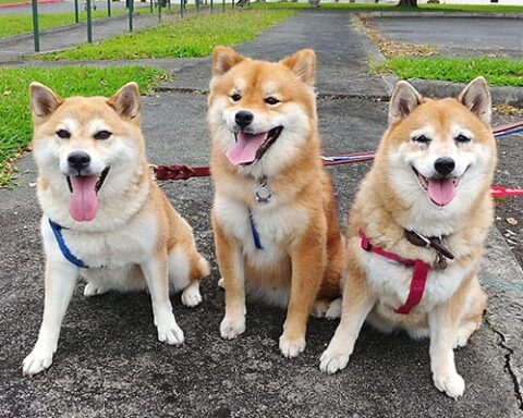 Shiba Inu Temperament - My First Shiba Inu