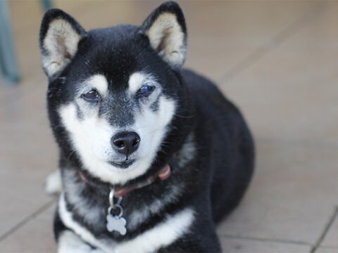Cataracts In Shiba Inus - My First Shiba Inu