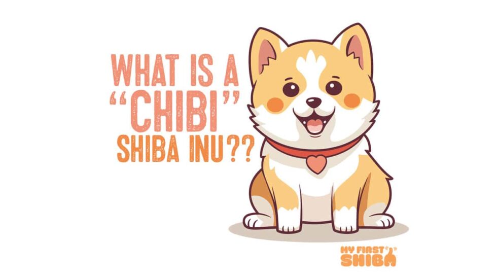 What Is A Shiba Inu Chibi? - My First Shiba Inu