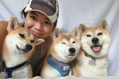 Are Shiba Inus Aggressive? - My First Shiba Inu
