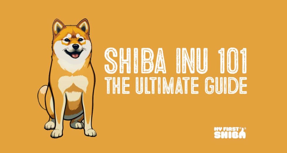 Shiba Inus 101 - The Ultimate Guide - My First Shiba Inu