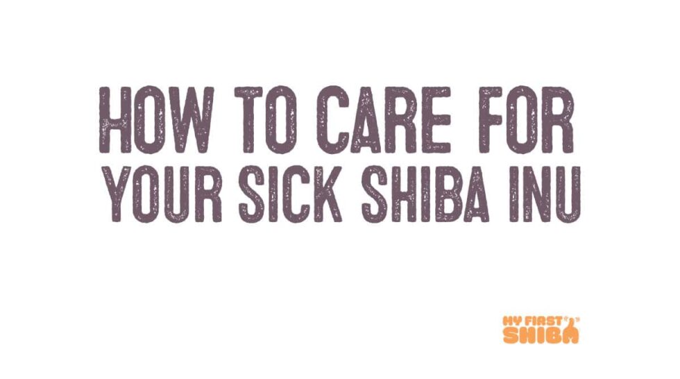How To Care For Your Sick Shiba Inu - My First Shiba Inu