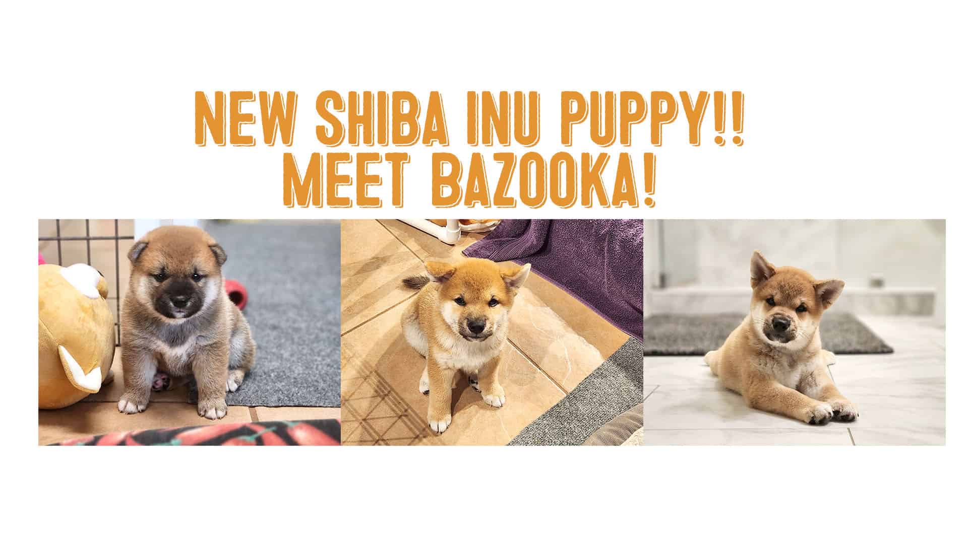 New Shiba Inu Puppy! Meet Zuka! - My First Shiba Inu