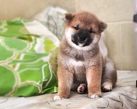 New Shiba Inu Puppy! Meet Zuka! - My First Shiba Inu